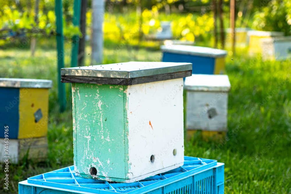 miniature hives positioned for the seasonal breeding of bee colonies in ...