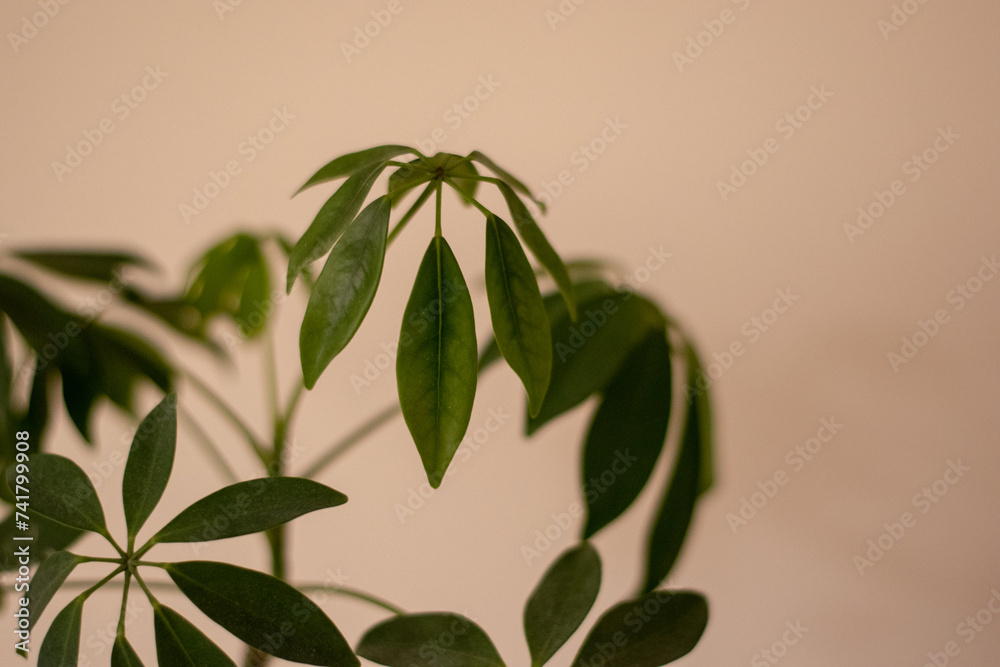 Dwarf Umbrella Tree. Schefflera variegated is a genus of flowering ...