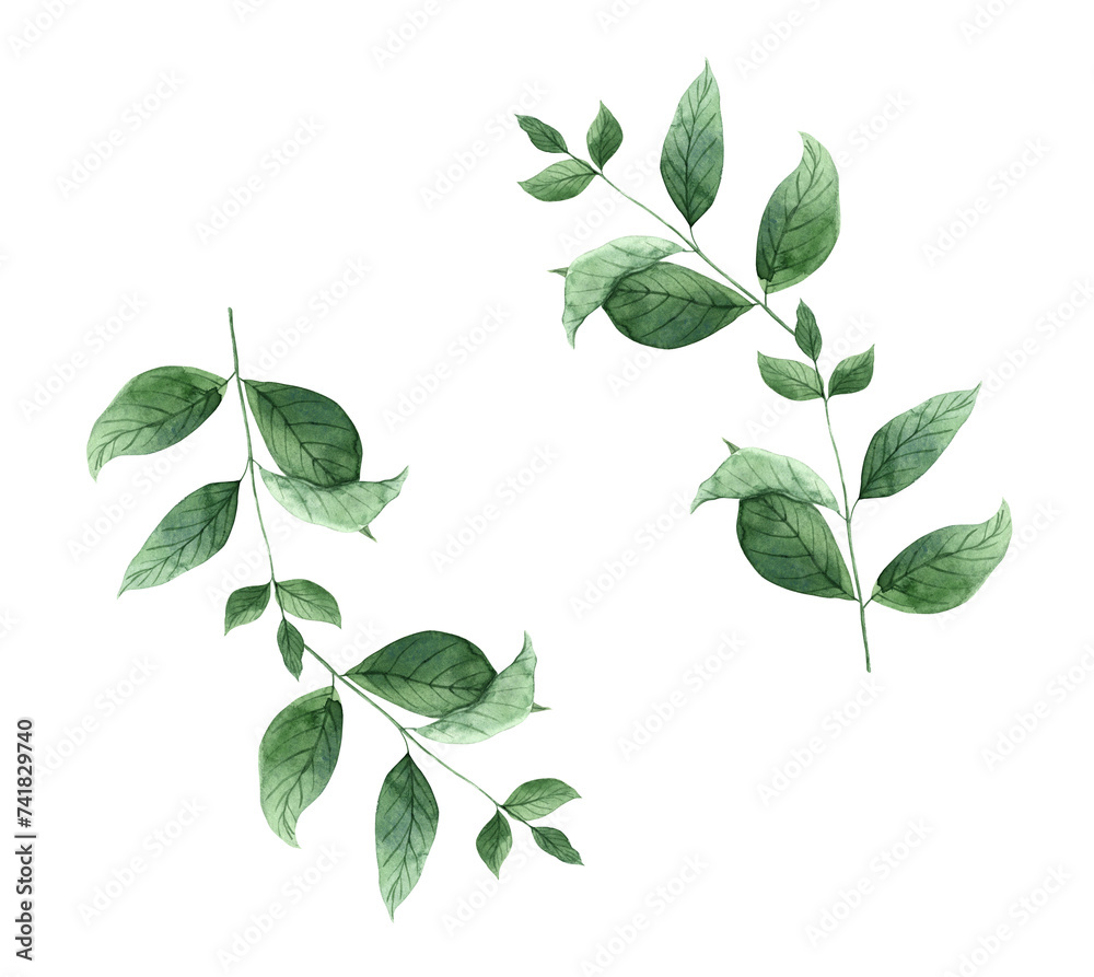 Watercolor botanical sprigs of mint leaves. The illustration is hand ...