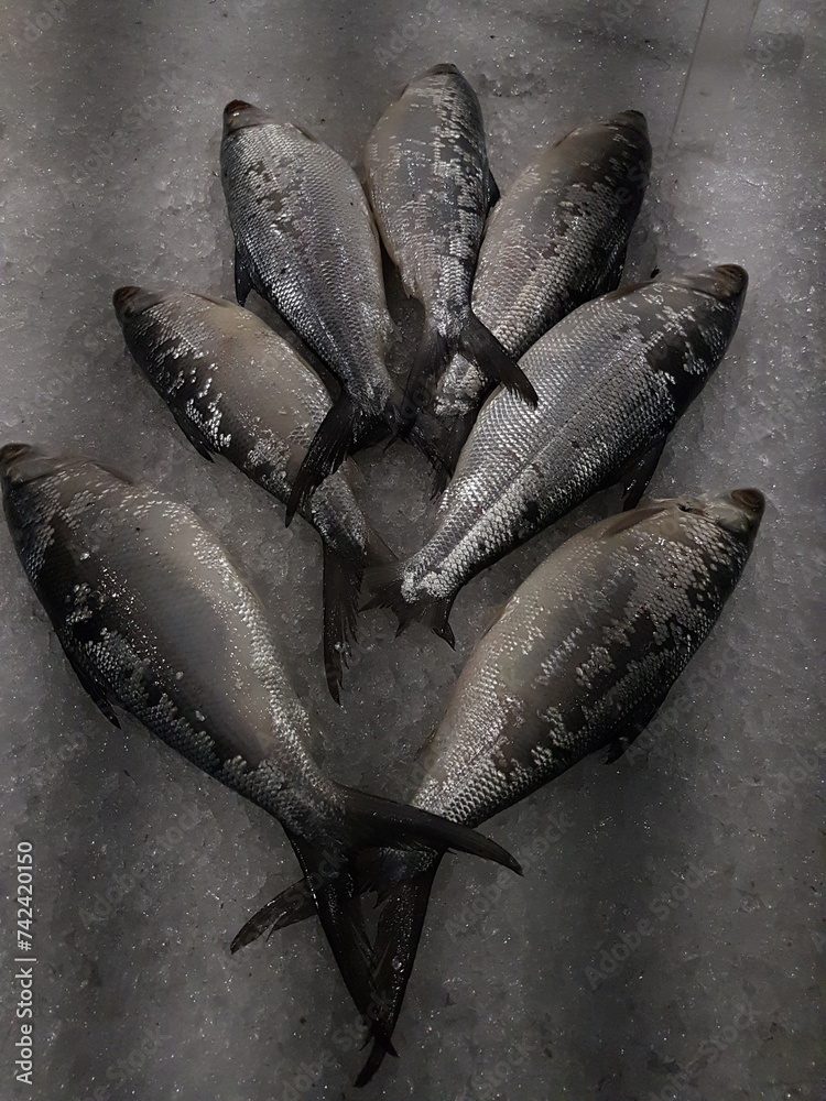 Photo Stock The milkfish (Chanos chanos) or Bangus is the sole living ...