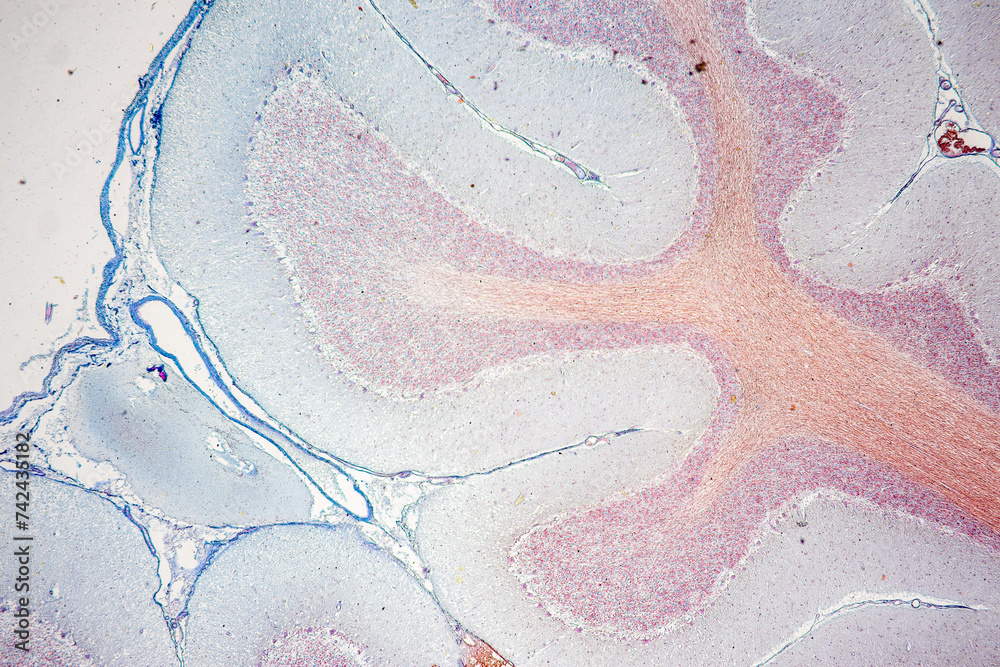 Histological Cerebellum human, Sympathetic ganglion human And Spinal ...