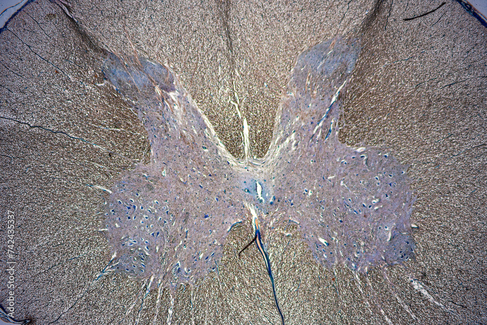 Histological Cerebellum human, Sympathetic ganglion human And Spinal ...