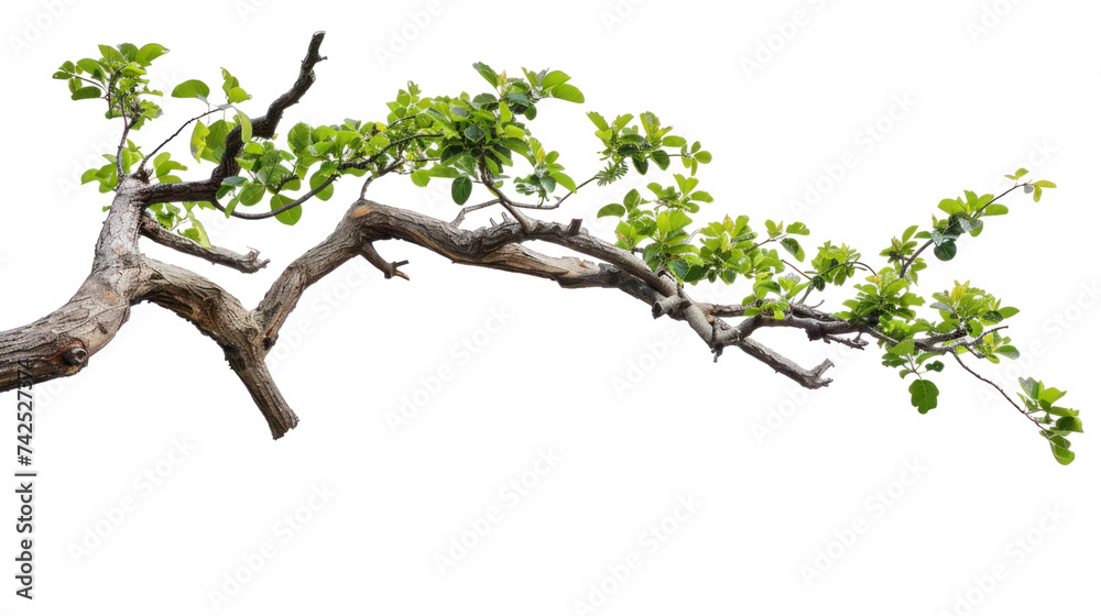 tree branch isolated on transparent and white background.PNG image ...