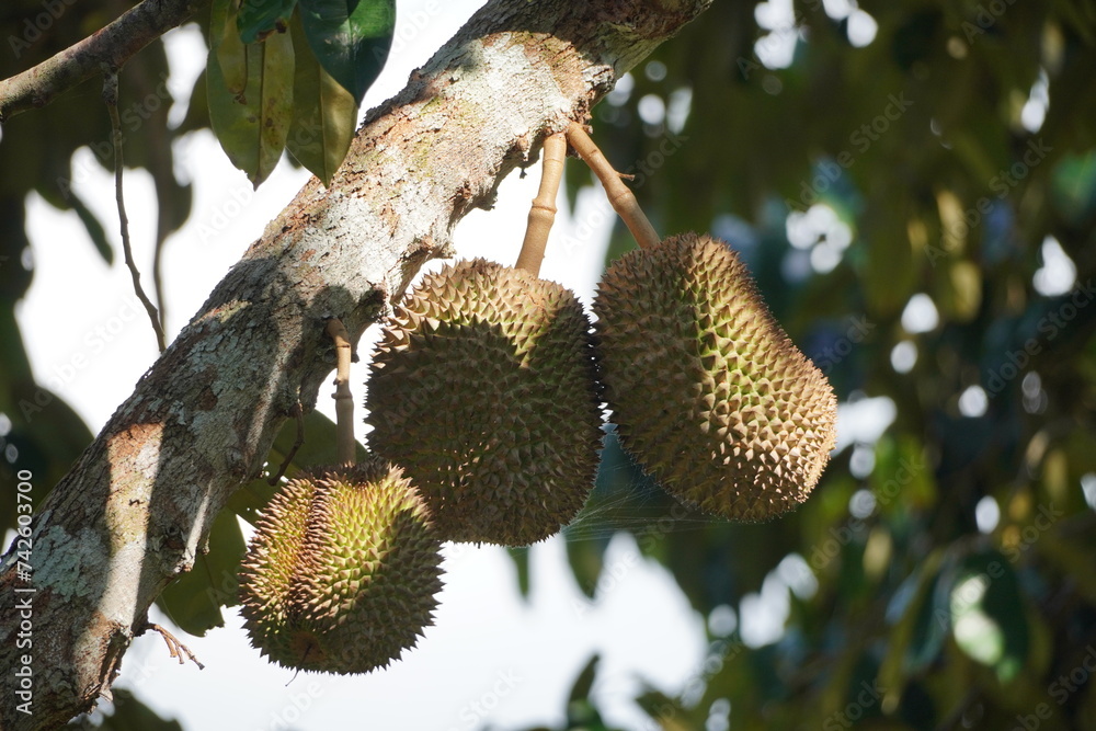 Durian fruits (King of fruit; Buah Durian; duren, Durio); duriang ...