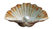 Ocean Clam Shell Free Stock Photo - Public Domain Pictures