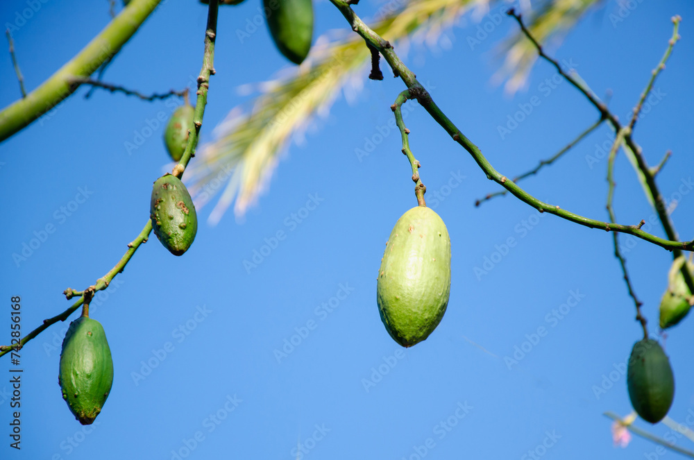 fruits of exotic tree Ceiba speciosa. Branches of silk tree without ...