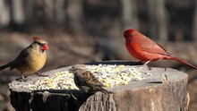 Male Cardinal Bird On Table Free Stock Photo - Public Domain Pictures