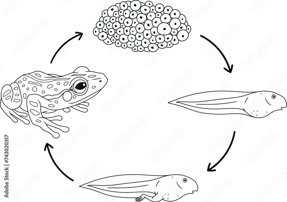 Life Cycle of a Frog with Eggs and Tadpoles Outline Clipart Stock ...