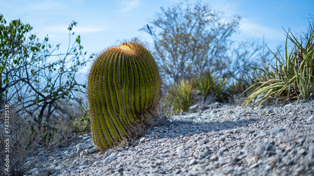 EL Altiplano de México, con sus plantas cactáceas tipicas de esta ...