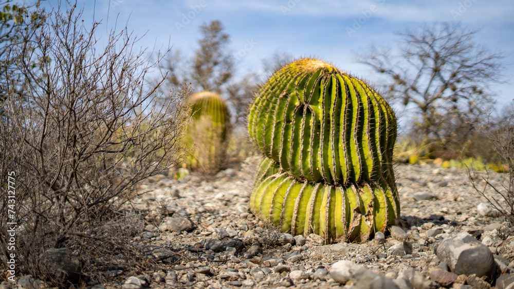 EL Altiplano de México, con sus plantas cactáceas tipicas de esta ...