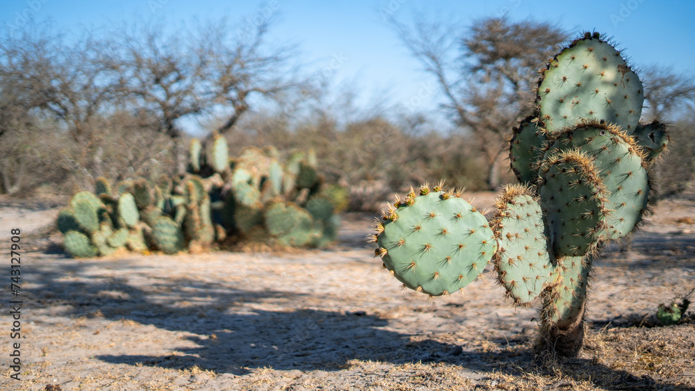 EL Altiplano de México, con sus plantas cactáceas tipicas de esta ...