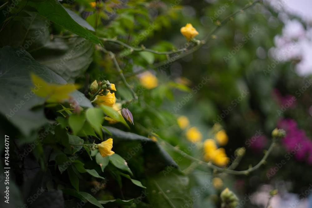 Benincasa hispida needs heat to grow, but Benincasa hispida fruit is ...