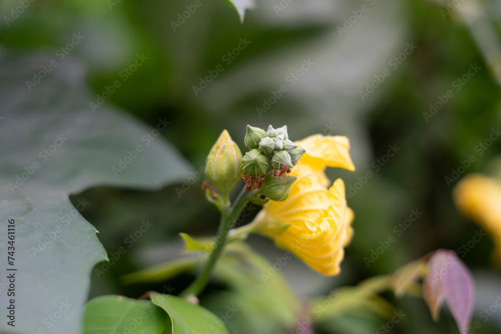 Benincasa hispida needs heat to grow, but Benincasa hispida fruit is ...