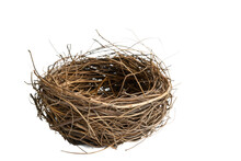 Spring Birds And Nest Free Stock Photo - Public Domain Pictures