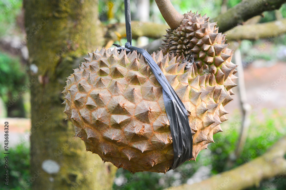 Stock-Foto „Durian farmers inspect durian fruit quality on the tree ...