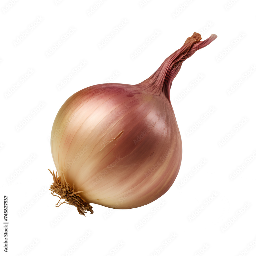 Shallot isolated, transparent background white background no background ...