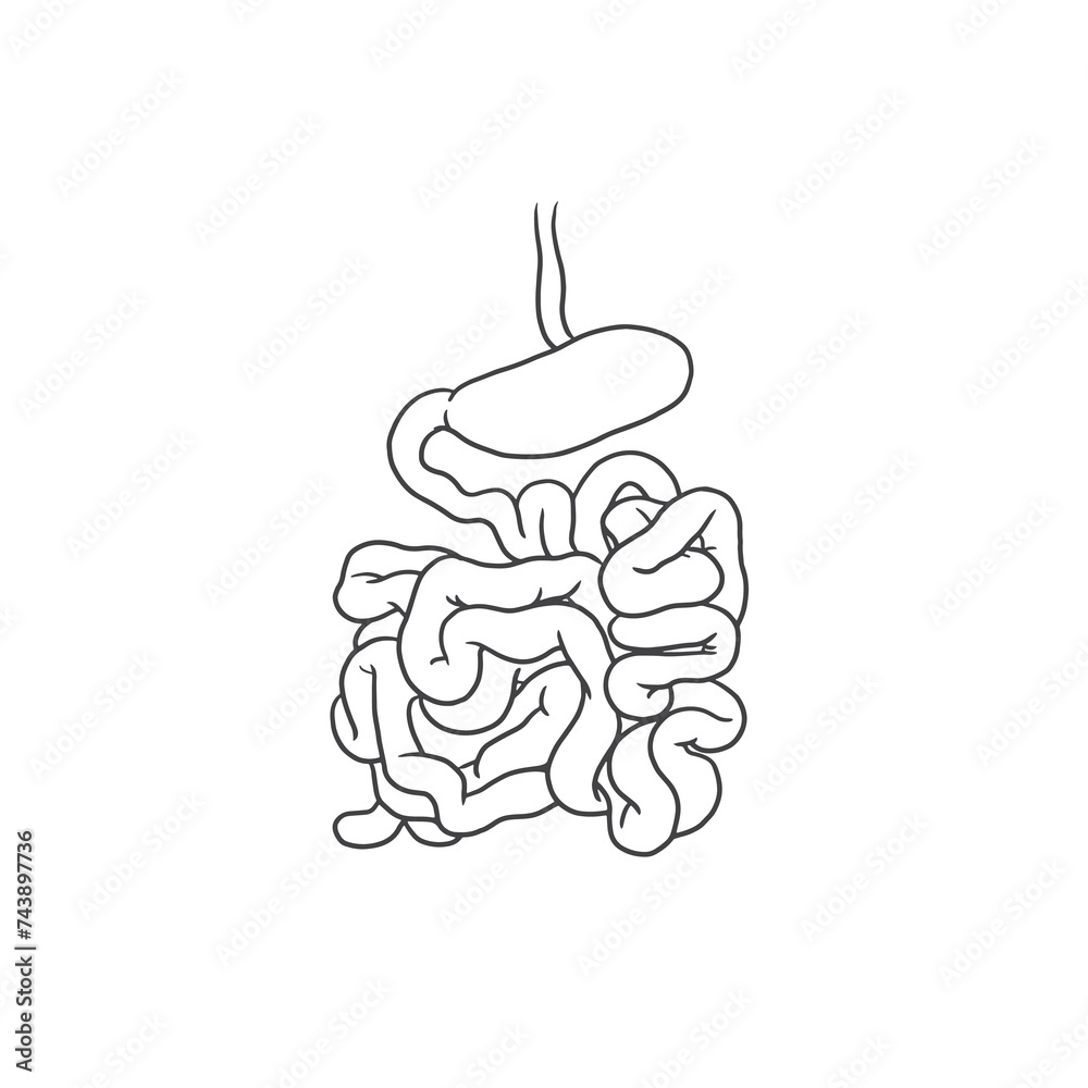 Small intestine line art, small intestine vector, human anatomy clp art ...