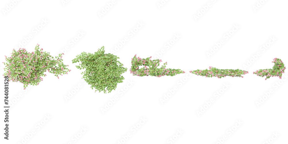 Group of Variegated-leaf hardy kiwi creeper plants, isolated on ...
