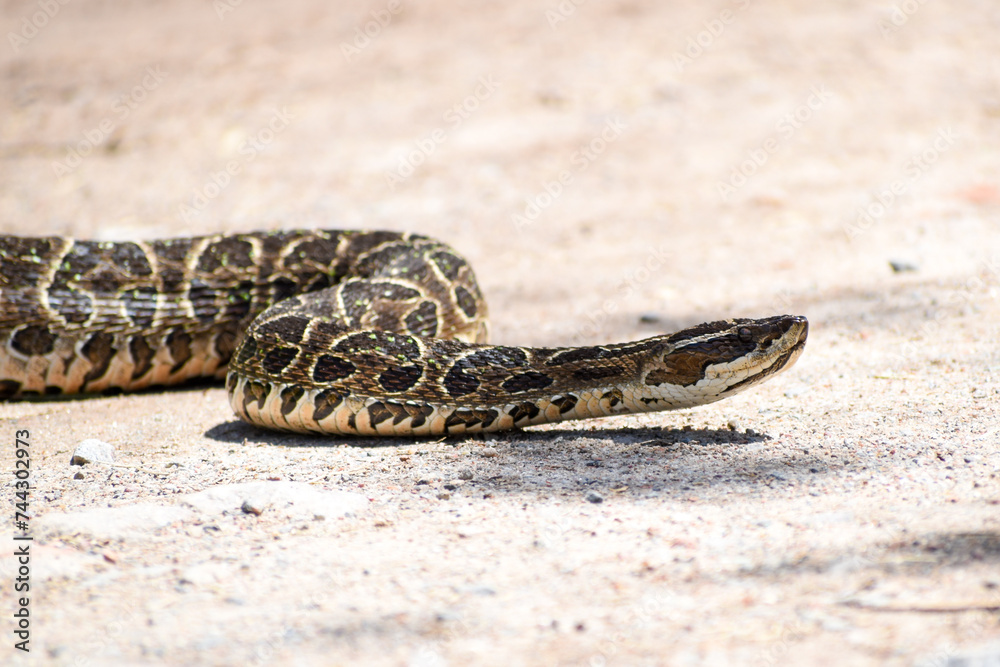 Bothrops alternatus, commonly called yarara, a highly venomous pit ...