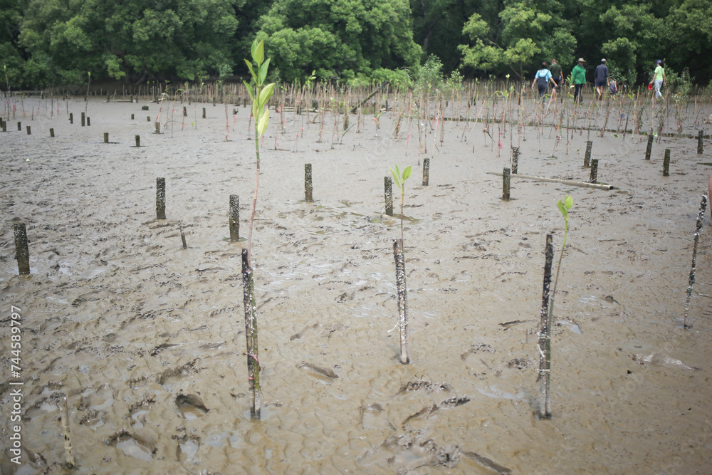 Mangrove planting activities with nobody no person on wetlands , beach ...