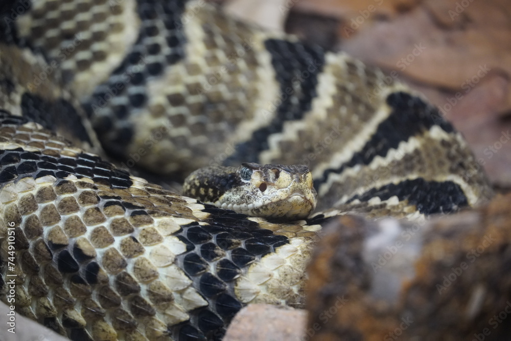 Timber Rattlesnake (Crotalus horridus) - Timber rattlesnakes are found ...