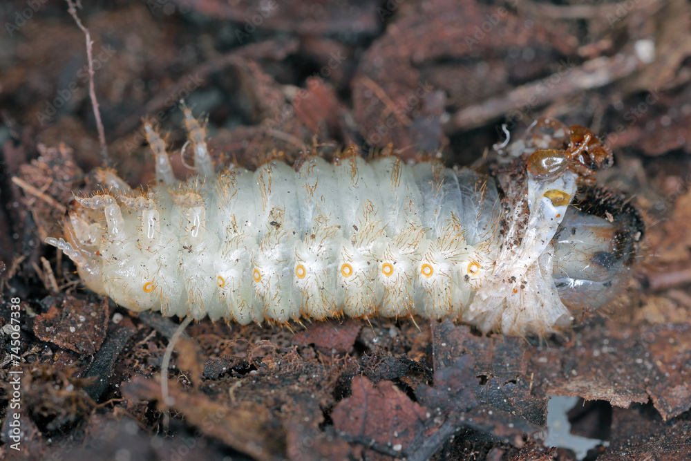 Beetle larva in the process of changing its skin, moulting ...