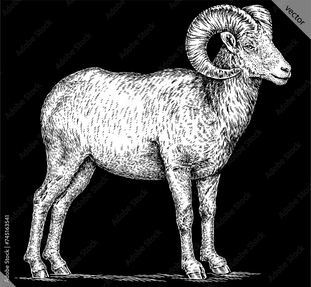 Vintage engraving isolated lamb set illustration ram ink sketch. Farm ...