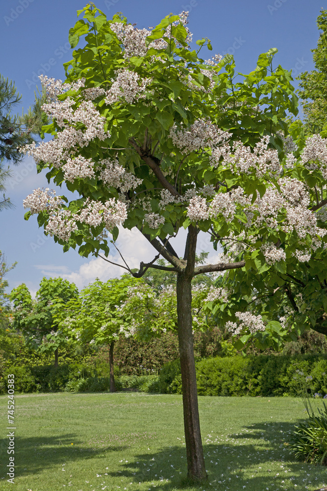 Catalpa bignionoides is a tree native to the southeastern United States ...