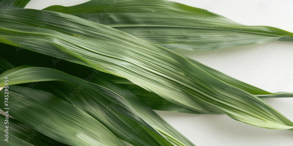 Verdant Corn Stalks isolated on white background with copy space ...