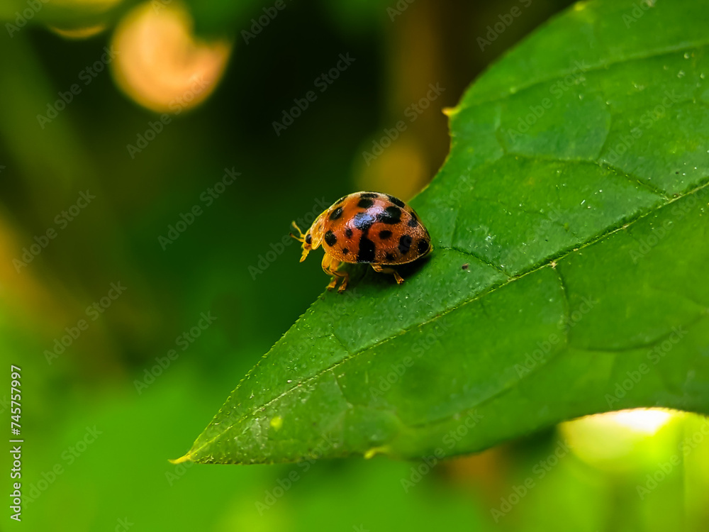 Henosepilachna is a genus of beetle in the family Coccinellidae ...