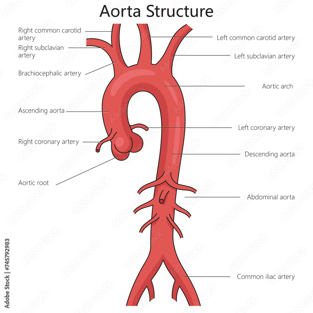 Aorta largest human artery structure vertebral column diagram hand ...