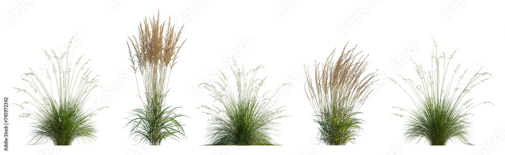 Prairie dropseed Sporobolus heterolepis and Calamagrostis acutiflora ...