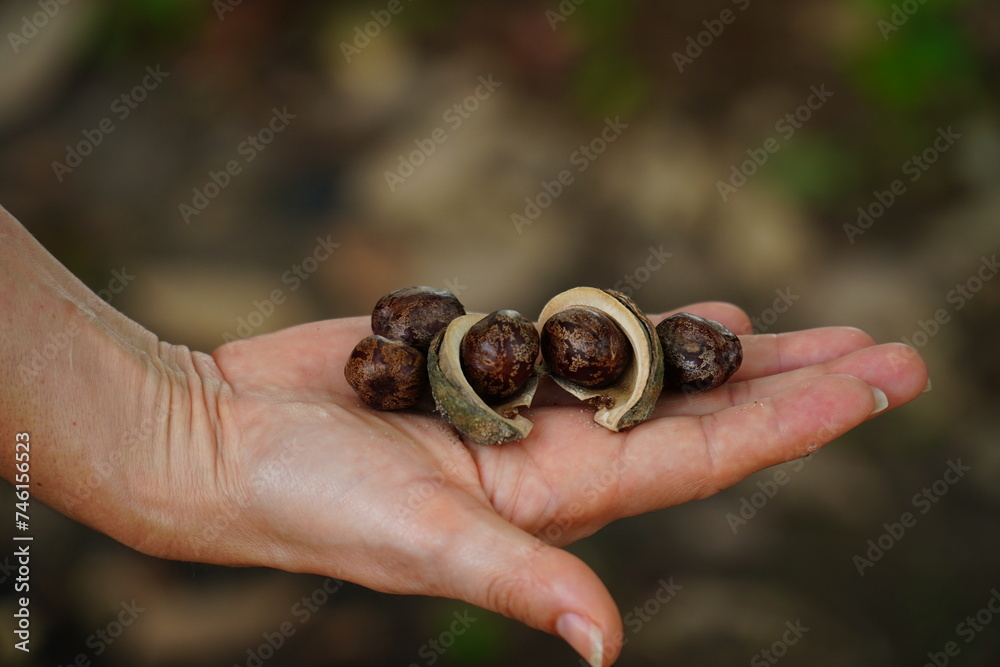 Seeds of Amazonian rubber tree (Hevea brasiliensis) against light ...