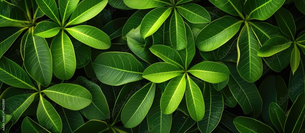 This photo showcases a close-up view of the vibrant green leaves on a ...