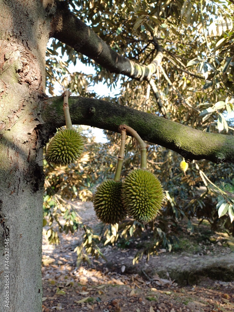 Durian tree in the garden. Fresh baby durian fruits on tree, Durians ...