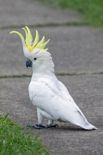 White Cockatoo Feet Closeup Free Stock Photo - Public Domain Pictures