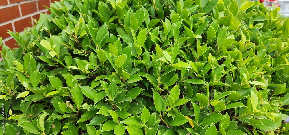 Ficus microcarpa known as Chinese banyan, Malaysia banyan, Tree in the ...