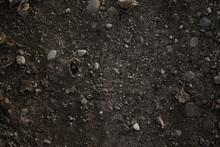 Rocky Ground In Woods Free Stock Photo - Public Domain Pictures