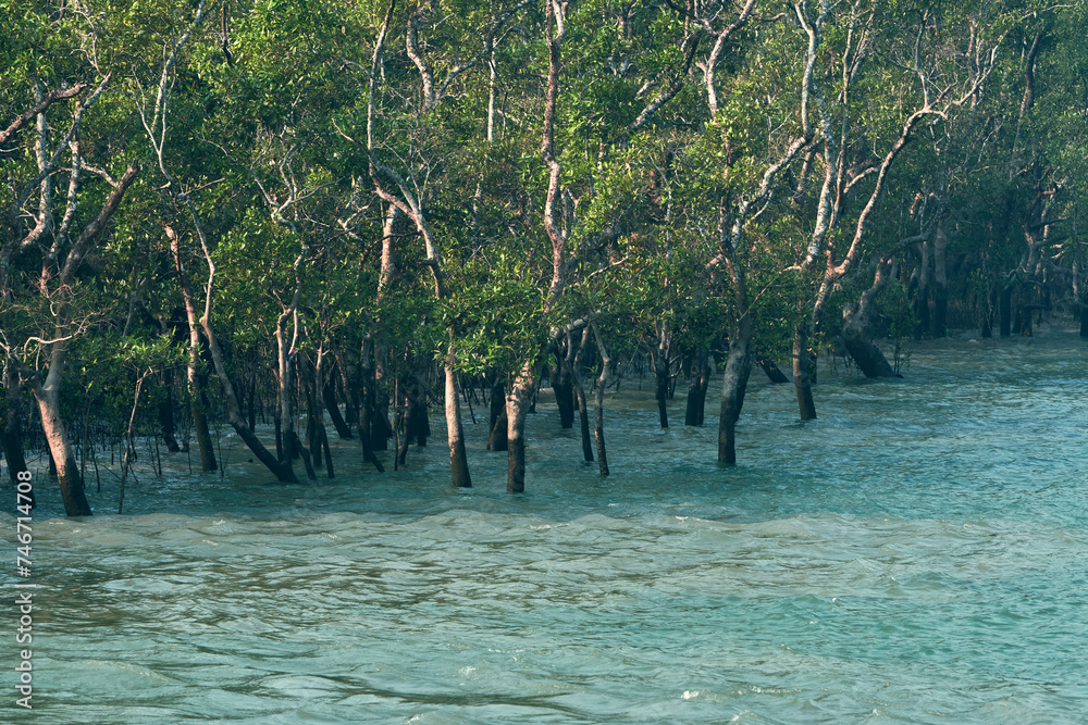 dense jungle of sundari trees, Heritiera fomes, (gives the Sundarbans ...