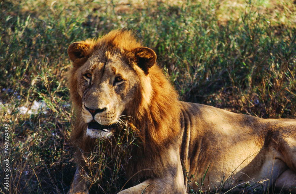 Largest predator cats of the African savannah Lions Stock Photo | Adobe ...
