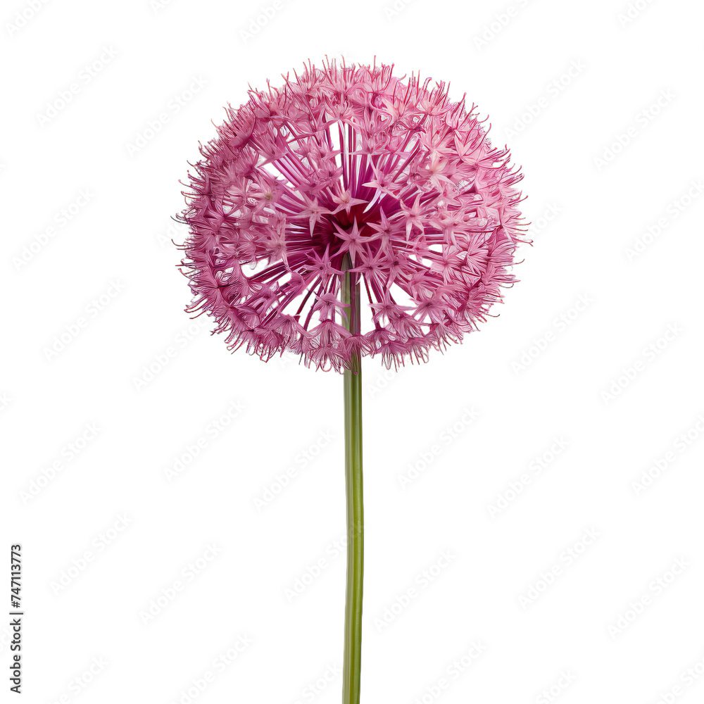 allium flowers isolated on transparent background, png Stock Photo ...