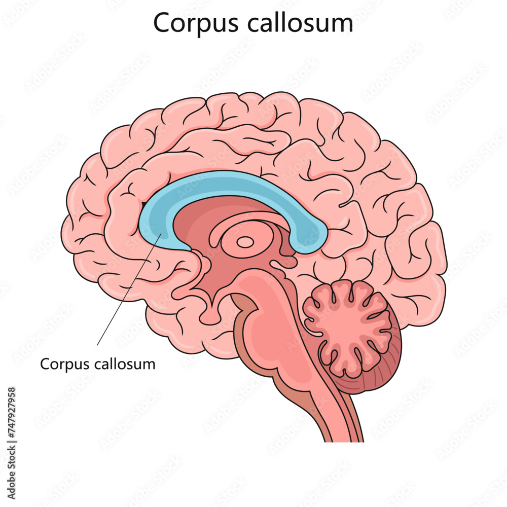Detailed illustration of the human brain with the corpus callosum ...