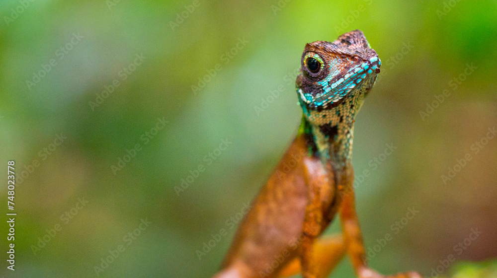 Brown-patched Kangaroo lizard, Wiegmann's Agama, SriLankan Kangaroo ...