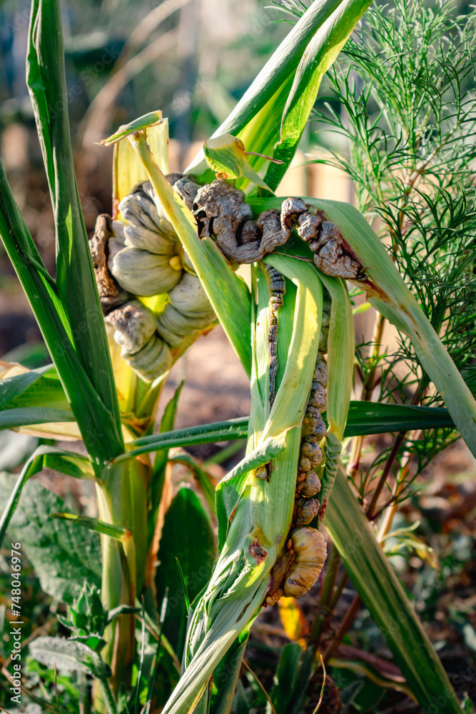 Diseased corn called corn smut, pathogenic fungus, ustilago maydis, in ...
