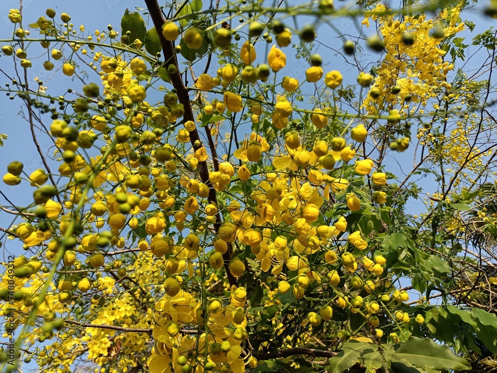 Cassia fistula, also known as golden shower, purging cassia, Indian ...