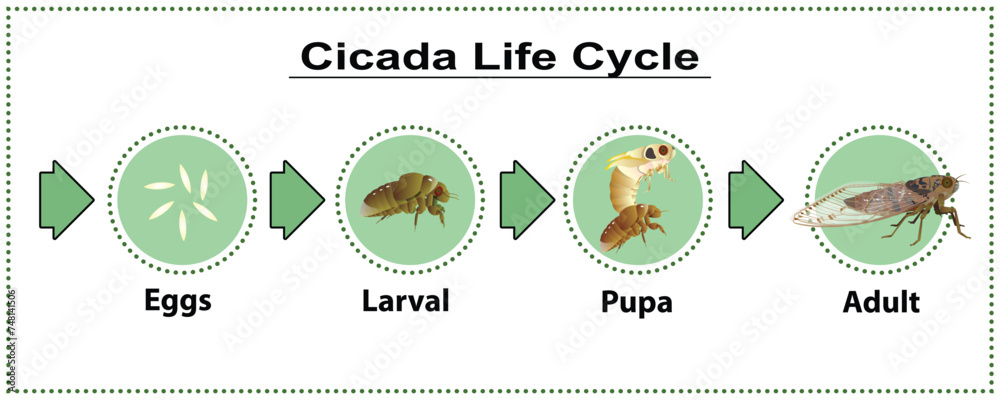 Cicada Life Cycle vector for graphic design,education,agricultural ...
