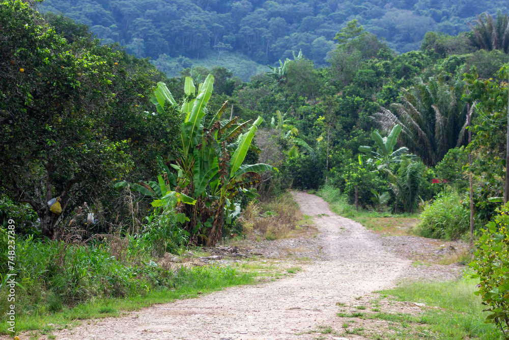 paisajes naturales de la selva central peruana Stock Photo | Adobe Stock