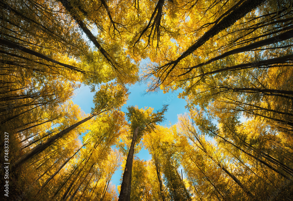 Autumnal sunlit tree canopy with yellow foliage framing the blue sky. A ...