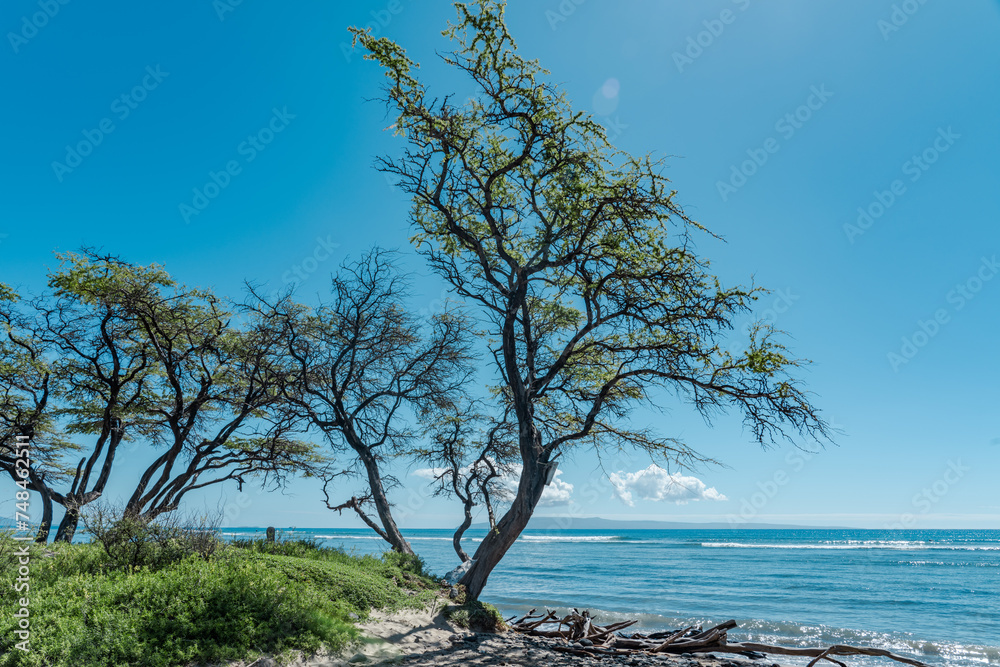 Foto Neltuma pallida. Prosopis pallida is a species of mesquite tree ...