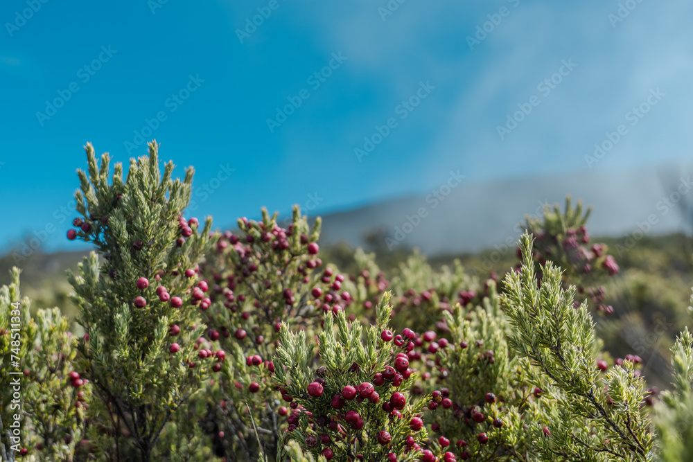 Leptecophylla tameiameiae, known as pūkiawe or maiele in the Hawaiian ...
